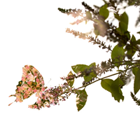 This Spring! | Lisa Beech Hartz